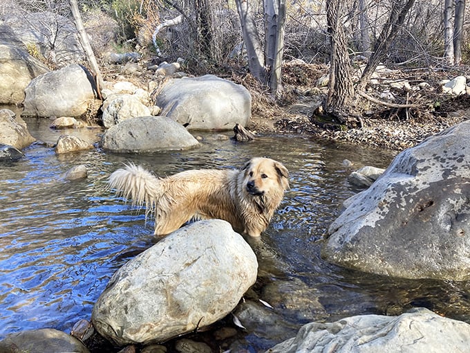 Even dogs know a good swimming hole when they see one. This golden retriever has mastered the art of the perfect wilderness vacation.