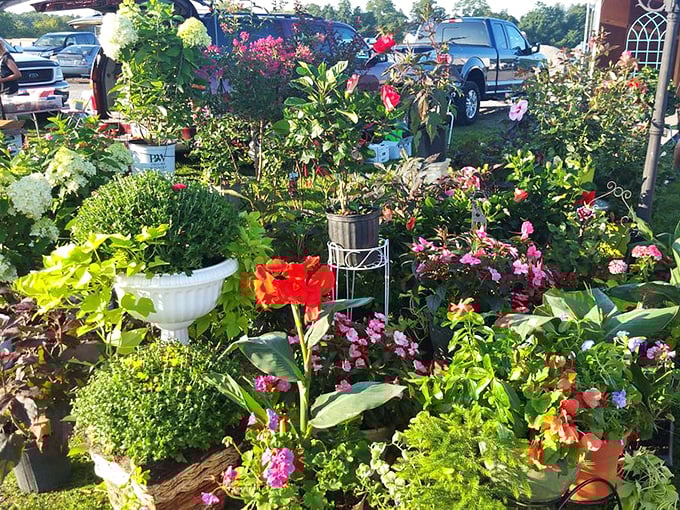 A botanical bonanza awaits green thumbs! This vibrant plant vendor offers everything from delicate flowers to hardy shrubs—nature's treasures at flea market prices.