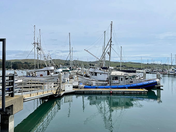 Working fishing boats that aren't just for show – the maritime equivalent of farm-to-table, except it's ocean-to-plate and involves significantly more diesel.