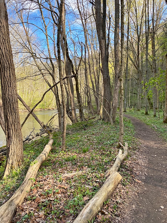 The trail beckons through a corridor of green – nature's version of the yellow brick road, only with better scenery and fewer flying monkeys.