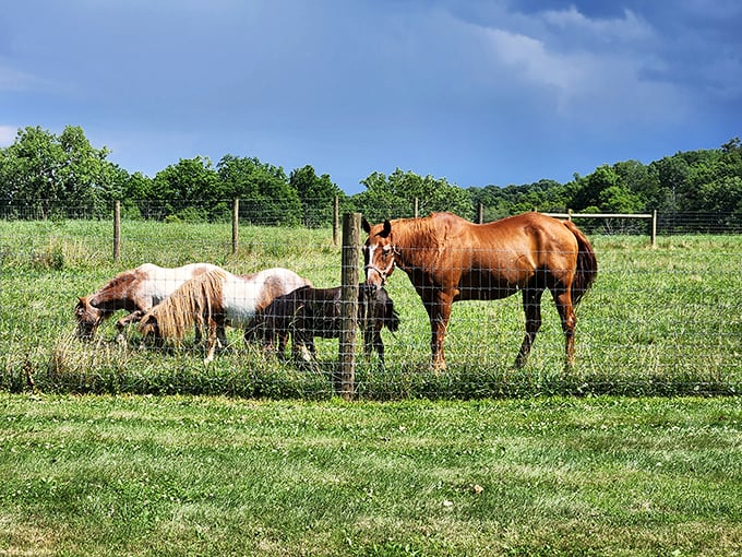 Horse neighbors chatting across the fence—farm social networking hasn't changed much in the last few centuries, and that's refreshing.