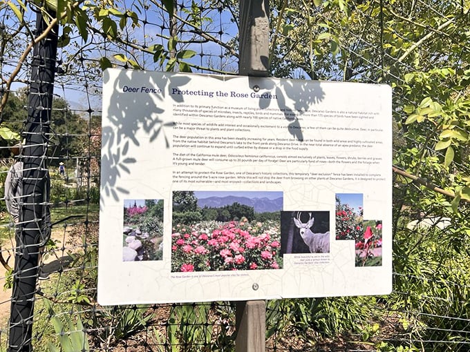 Even the educational signage at Descanso tells a story. This board explains how deer fencing protects the roses—nature's version of celebrity security.