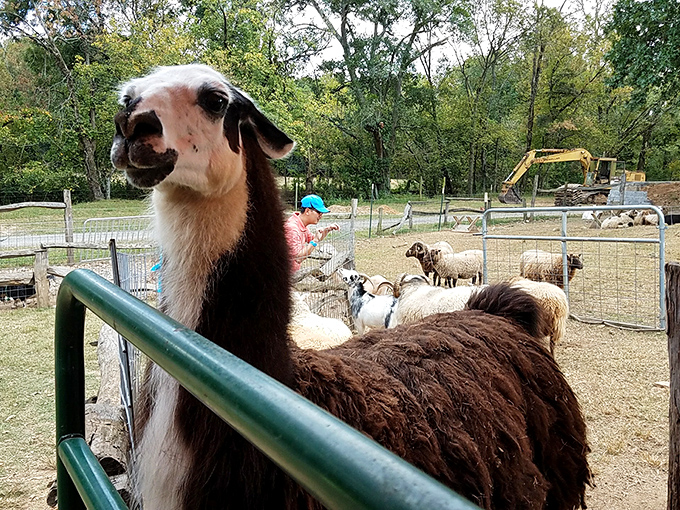 That look when you tell a llama you're "just browsing." Part security guard, part welcoming committee, all attitude.