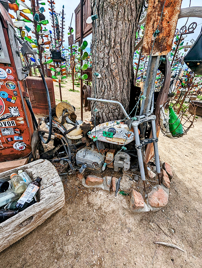 Desert ingenuity on display: an old motorcycle finds new purpose as the anchor for an artistic arrangement beneath towering bottle trees.