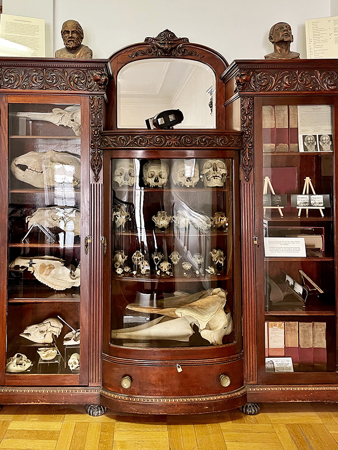 Victorian-era cabinet of curiosities featuring skulls that have seen things. They're grinning because they survived the era before antibiotics.