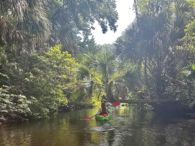 The narrow waterways of Juniper Run create a paddler's paradise where overhanging palms form natural tunnels through Florida's wild heart.