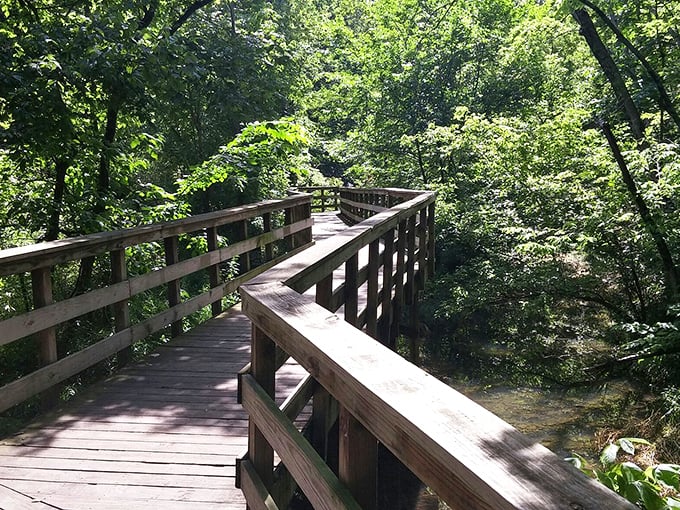 The boardwalk curves through summer foliage, offering tantalizing glimpses of what lies ahead—like the world's most beautiful suspense novel written in wood and leaves.