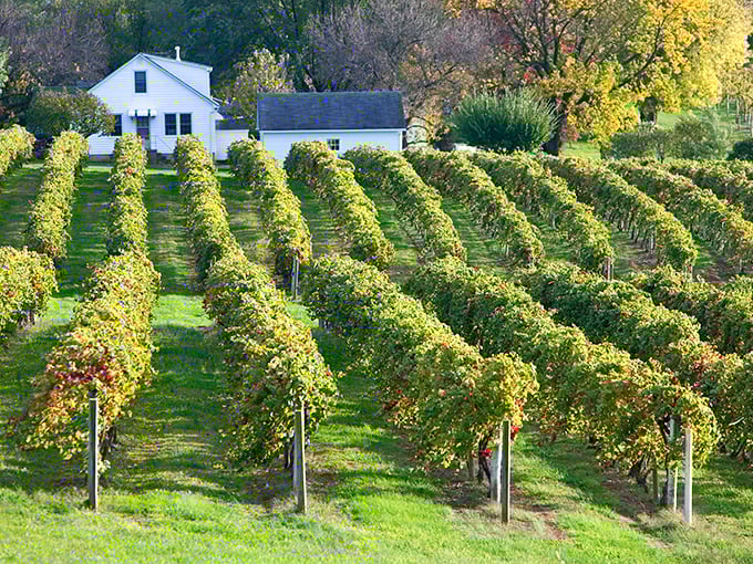 Augusta's vineyard rows create perfect lines across rolling Missouri hills in America's first designated wine region.