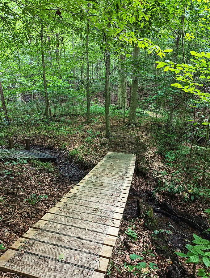 Dillon State Park: A wooden pathway leads deeper into the forest. Follow it and leave your to-do list behind—it'll still be there tomorrow.