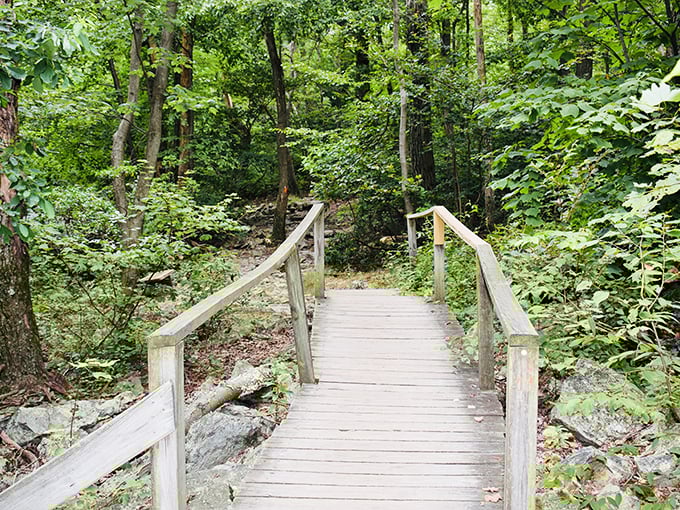 Nature's highway in the sky at Hawk Mountain, where raptors cruise the thermals and visitors crane their necks in wonder.