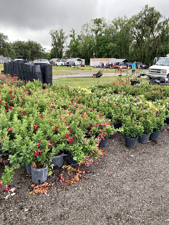 Flowers in bloom and treasures galore—Plant City's market is a feast for both gardeners and bargain hunters.
