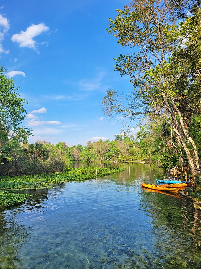 That's not Photoshop – Wekiwa's waters really are this impossibly clear, just minutes from Orlando's theme park madness.