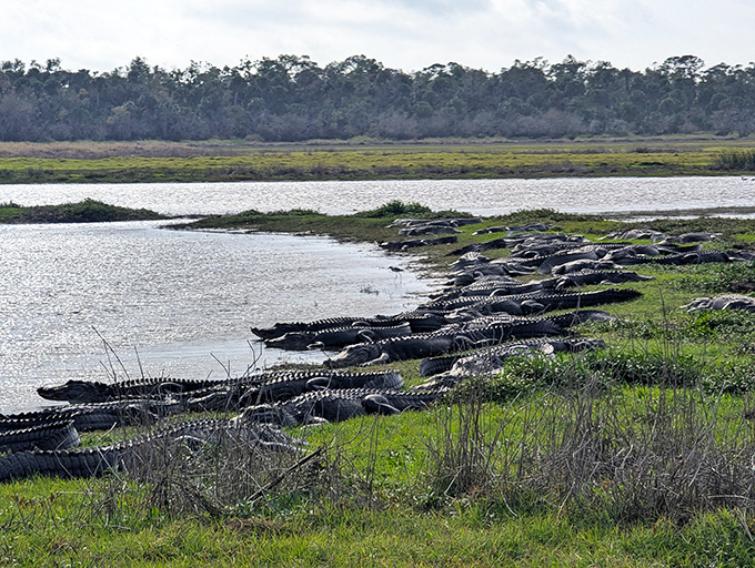 Alligator convention in session. Topics include: optimal sunbathing techniques and why humans with cameras are so fascinating.