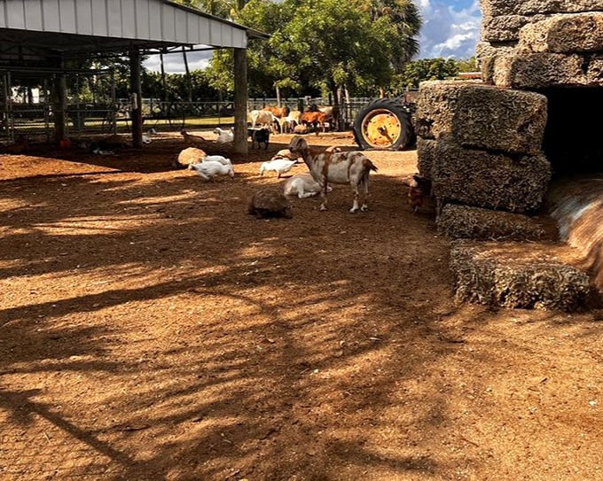 The petting zoo adds farm charm to your fruit adventure. These goats don't care about your diet—they just want your attention.