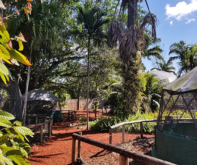 Winding pathways through lush vegetation make you forget you're still in Florida and not trekking through a distant rainforest adventure. 