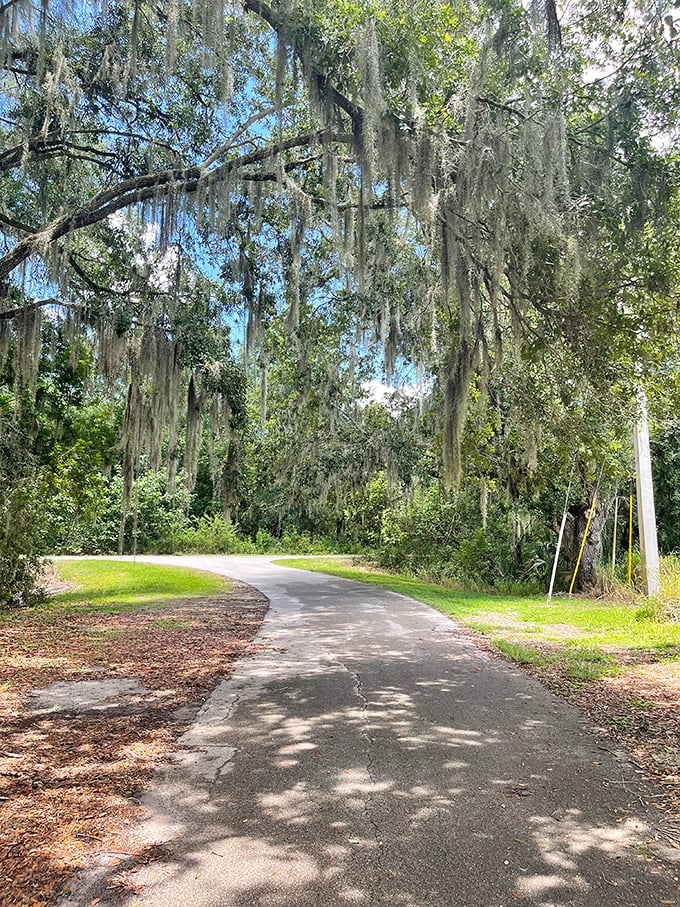 Spanish moss drapes these majestic oaks like nature's own decorating committee, creating dappled shade along Bartow's peaceful walking trails.