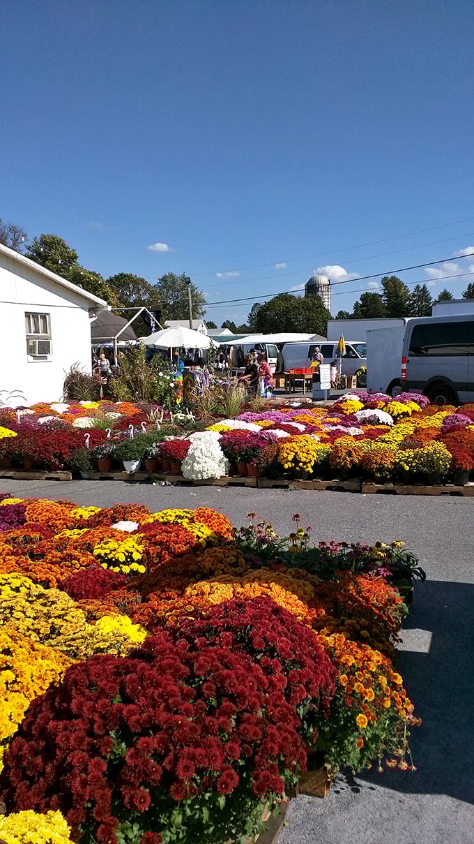 A kaleidoscope of fall mums creates a floral welcome mat at the market entrance, their vibrant colors rivaling any Pennsylvania autumn display.
