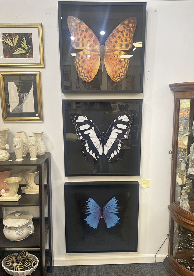 Nature's art under glass—these framed butterflies bring a touch of natural history museum elegance to any wall needing a conversation starter.