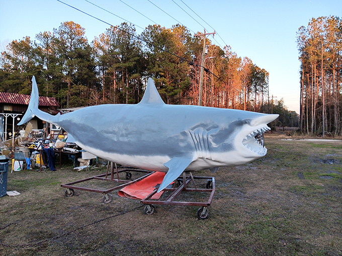 "We're gonna need a bigger trailer." This great white shark looks ready to swim right through the North Carolina pines.