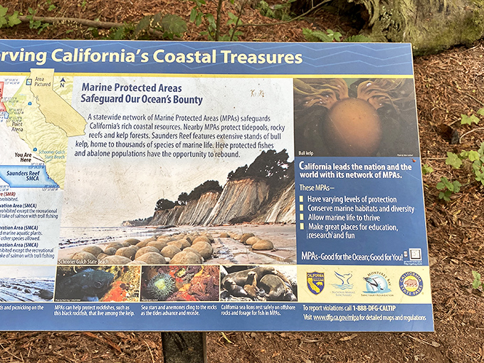 Conservation meets education at Schooner Gulch. This sign reminds us these geological wonders aren't just cool—they're worth protecting.