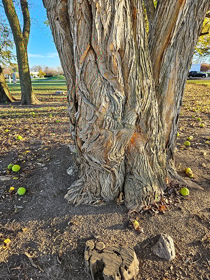The gnarled, textured bark of an Osage orange tree—once used as natural fencing before barbed wire. Nature's original security system.