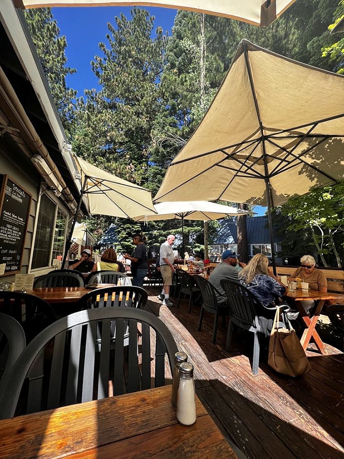 Dappled sunlight filtering through pine trees creates nature's perfect lighting for both your meal and your inevitable food photos.