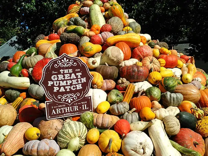 Not just pumpkins—a mountain of gourds that would make Charlie Brown weep with joy. Arthur's Great Pumpkin Patch delivers autumn in spectacular fashion.