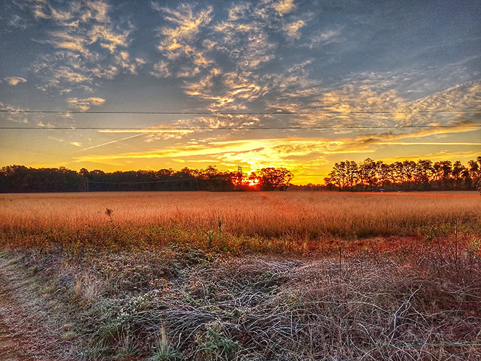 Golden hour at Erie Bluffs transforms ordinary meadows into something from a dream. This is the kind of sunset that makes you forget to check your phone.