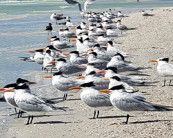 Beach committee meeting in progress. These terns have strong opinions about shoreline development and proper fish-catching techniques.