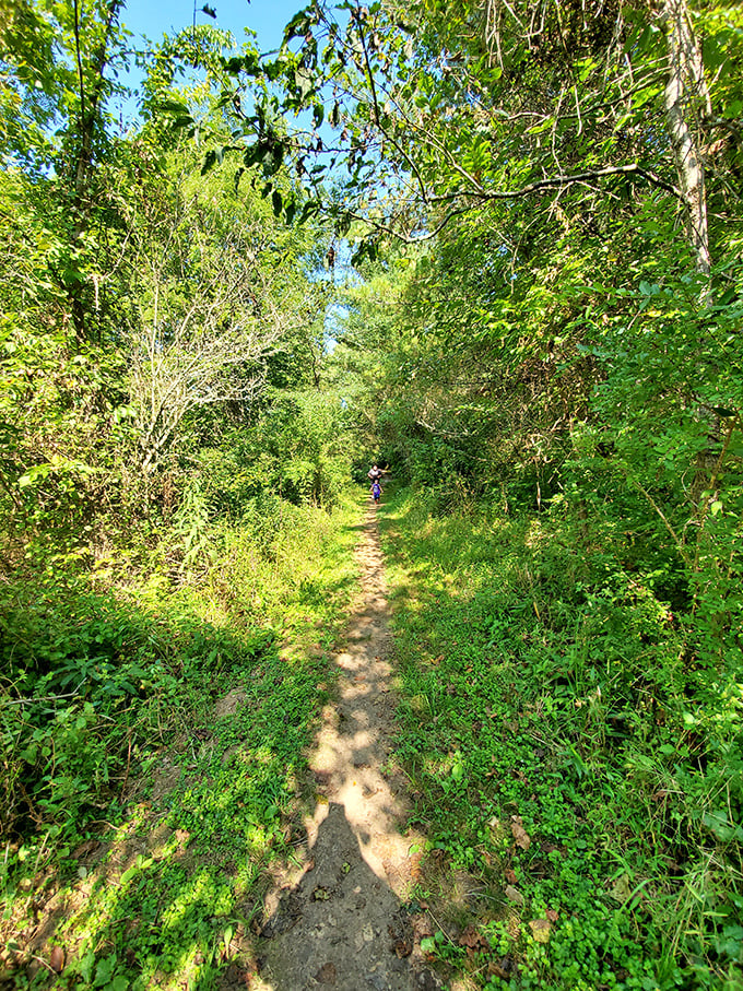 The trail beckons like a green tunnel to wonderland, promising adventure with every step—just watch out for those sneaky tree roots!