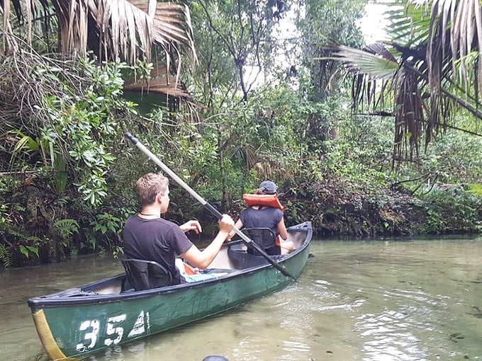 Paddling through liquid glass while surrounded by Florida's most spectacular natural air conditioning.