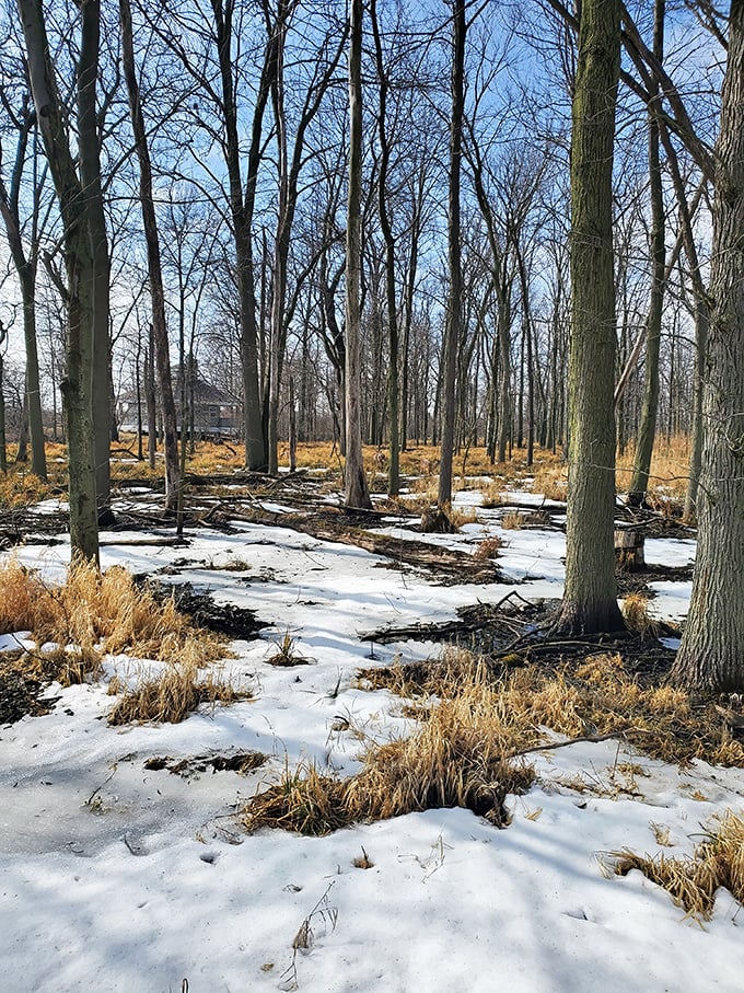 Winter transforms the park into a Robert Frost poem come to life—minus the horse, plus the occasional cross-country skier questioning their life choices.
