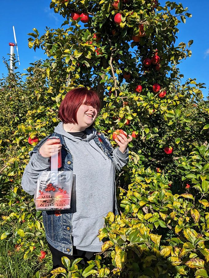 Apple picking in its purest form—reaching for that perfect ruby fruit while surrounded by nature's bounty. Grocery store apples will never compare.