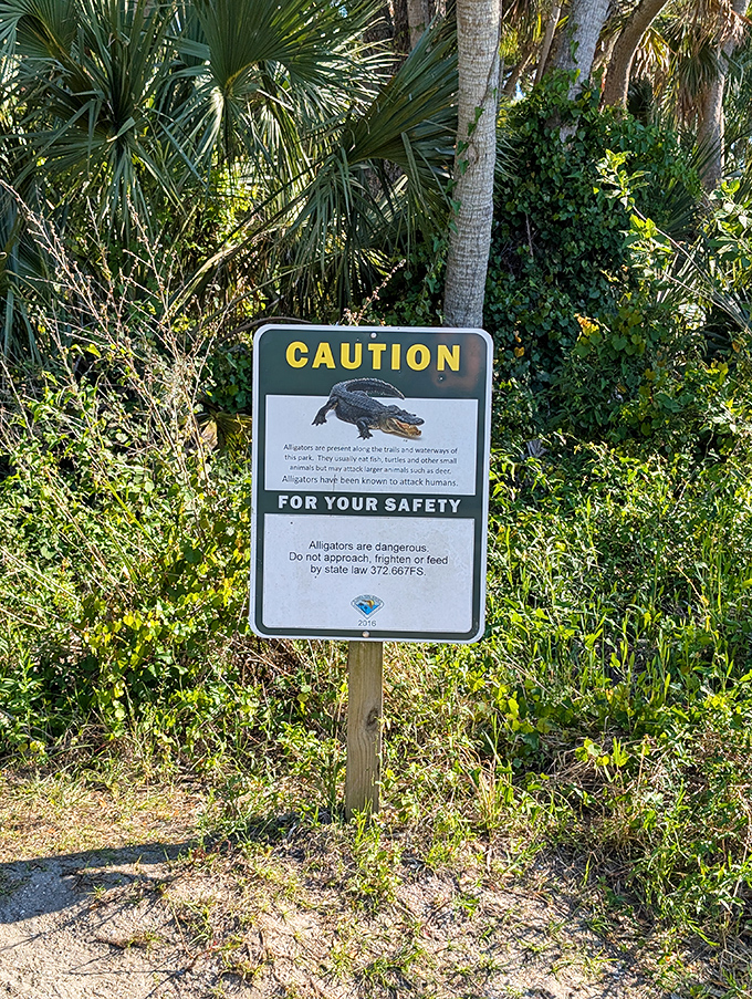 Florida's version of "please don't pet the wildlife" comes with teeth. Consider this nature's way of saying "admire from a distance."