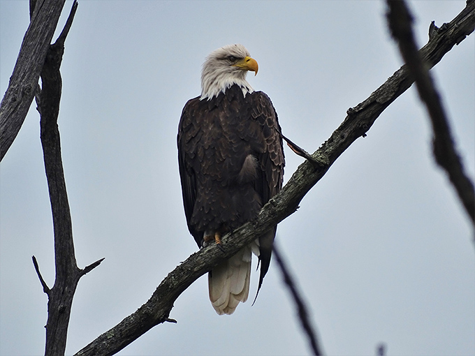 Even the local wildlife appreciates good architecture – this majestic eagle knows prime real estate when it sees it.