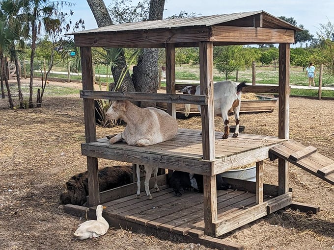 These goats have mastered the art of the jungle gym, turning playtime into performance art.