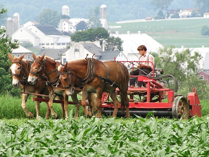Draft horses working the fields, providing tomorrow's farm-fresh ingredients with old-world dedication and muscle power.