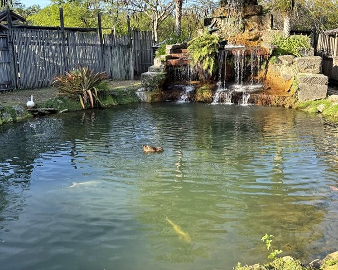 Serenity with a splash of danger. This picturesque pond and waterfall create a deceptively peaceful setting for its scaled inhabitants.