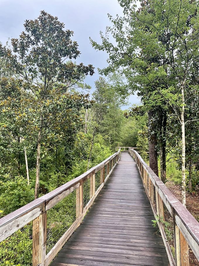 Walking the elevated path through a cathedral of magnolias and pines—proof that the journey itself can be as magnificent as the destination.