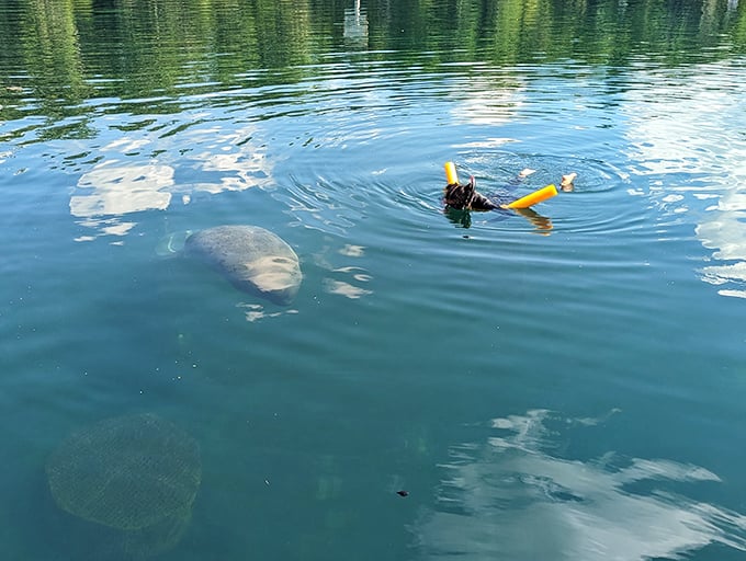 Swimming with manatees—nature's underwater teddy bears—is the kind of priceless experience that makes living here worth every penny of your Social Security check.