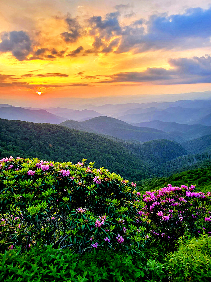 Sunset at Craggy Gardens pairs pink rhododendrons with golden hour light—nature's version of a perfect cocktail.