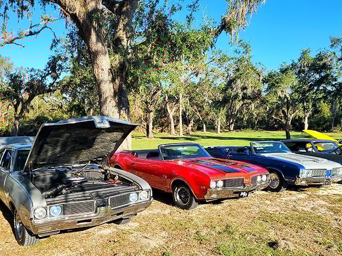 Classic American muscle meets railroad history – car enthusiasts gather under Spanish moss-draped oaks during one of the museum's special events.