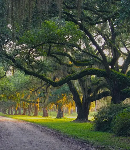 amazing drives south carolina ftr