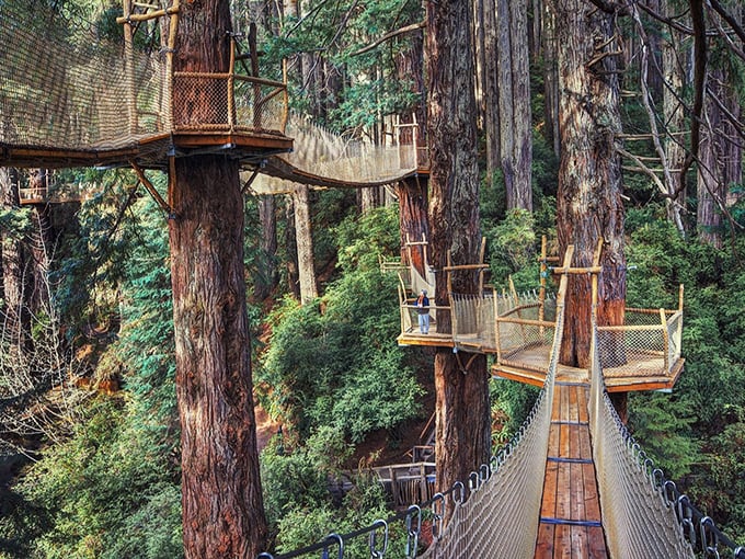 The suspended walkway winds through ancient redwoods like nature's own highway system, offering views that make skyscrapers seem like toothpicks by comparison.