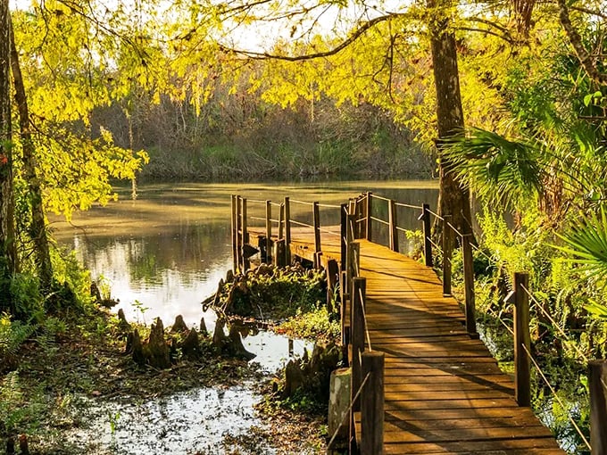 Nature's golden hour transforms this humble boardwalk into a pathway to paradise. The cypress-framed waters reflect the day's last light like nature's own Instagram filter.