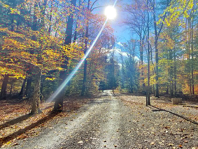 Autumn's paintbrush transforms Fowlers Hollow's forest roads into golden pathways. Nature's light show filters through the canopy, creating a scene worthy of a Rockwell painting.