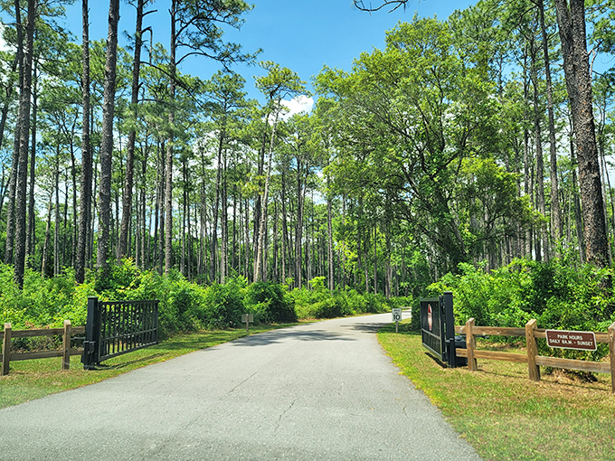 The entrance to Devil's Millhopper feels like discovering a secret portal to another dimension, where Florida's flatness suddenly gives way to the unexpected.