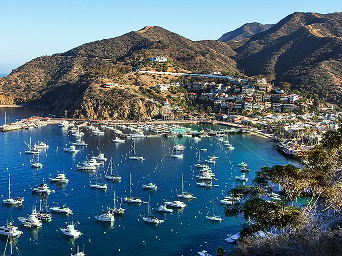 Avalon's harbor curves like nature's perfect smile, with turquoise waters that would make Caribbean islands develop a serious case of envy.