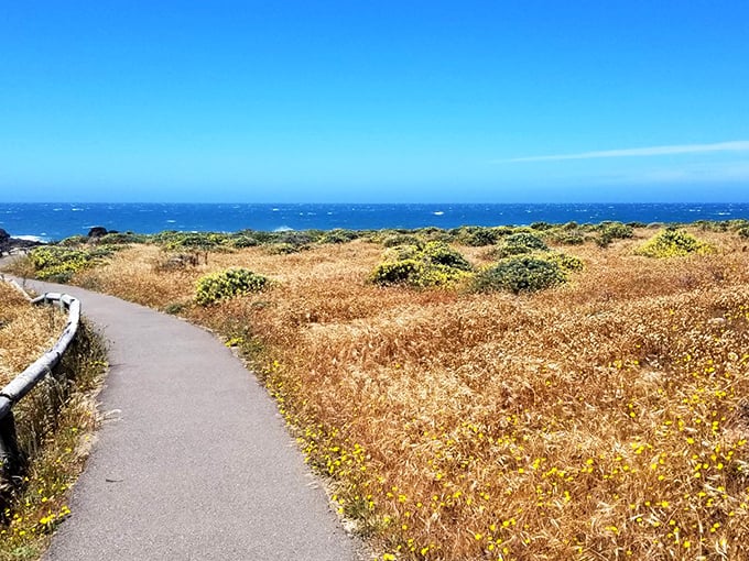 Nature's perfect drama unfolds where rugged sandstone meets the relentless Pacific, creating a coastline that belongs on the cover of every California tourism brochure.