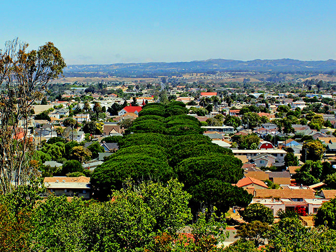 Lompoc's iconic tree-lined streets create nature's own version of urban planning. The perfect blend of small-town charm with California's signature greenery.